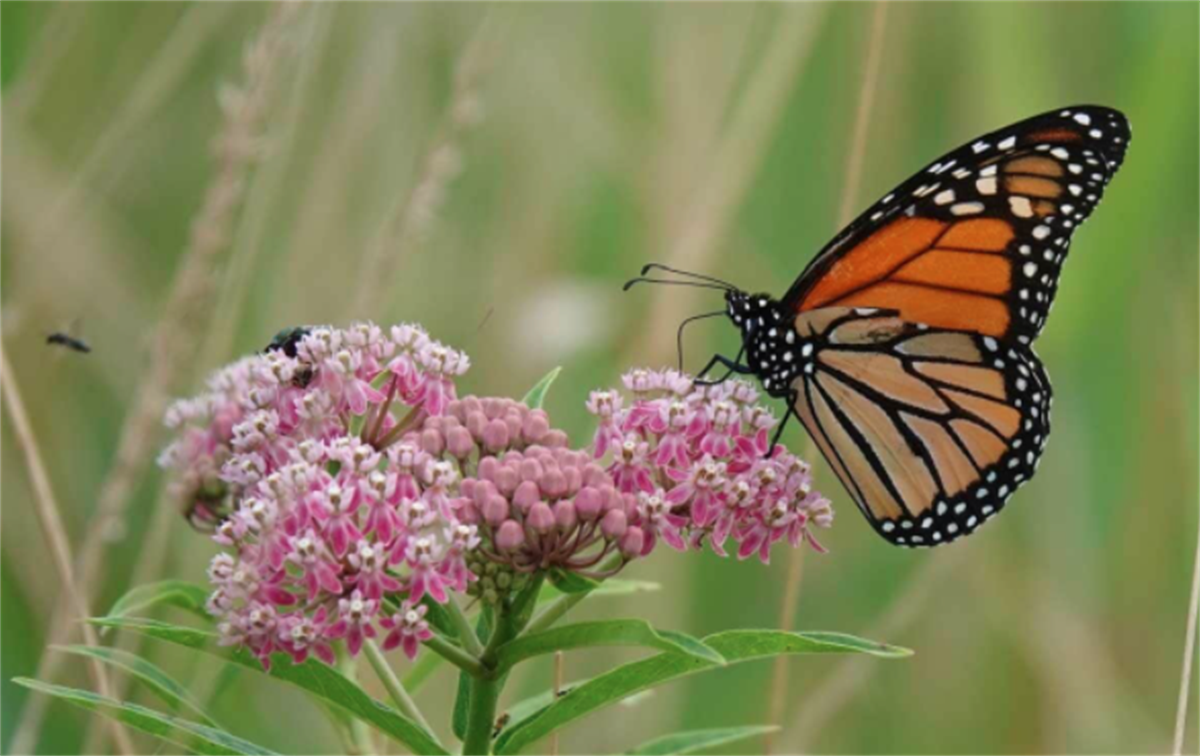 Get Free Seeds to Help Monarch Butterflies City of Merriam